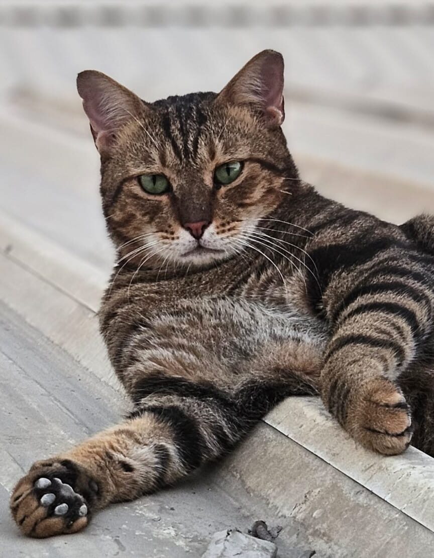 THE CLUB CAT CARE PROGRAMME - The Club