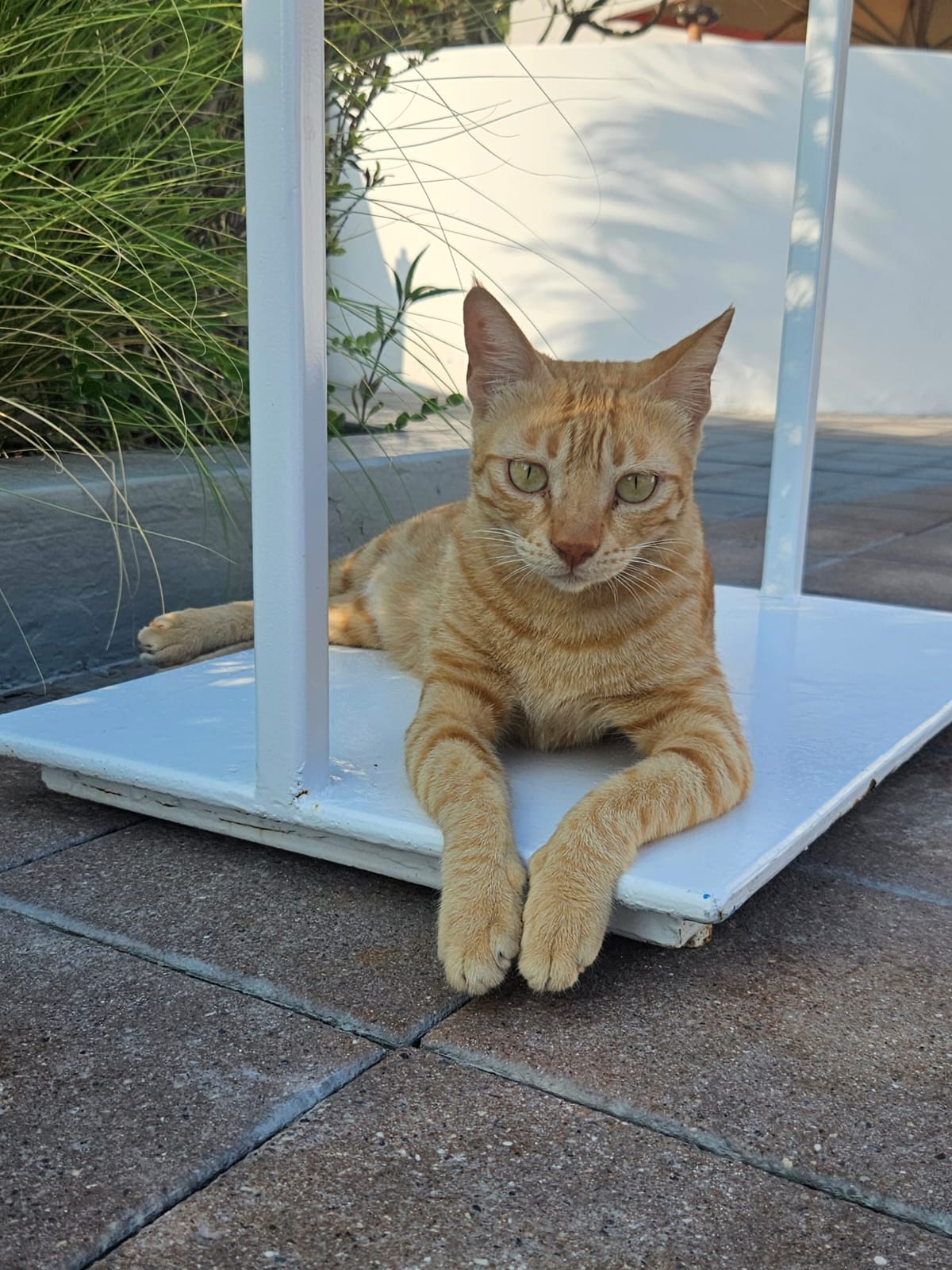 THE CLUB CAT CARE PROGRAMME - The Club